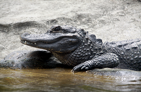 Chinese Alligator | Ocean Park Hong Kong