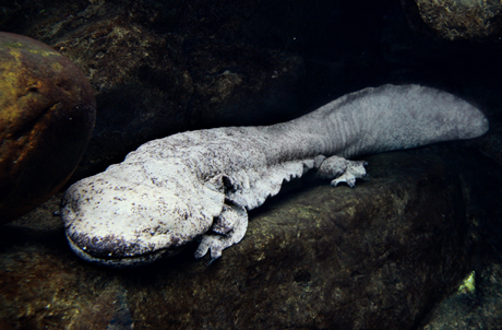 Chinese Giant Salamander | Ocean Park Hong Kong
