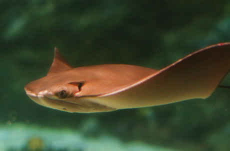 Cownose Ray | Ocean Park Hong Kong