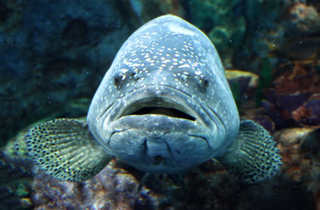 Giant Grouper | Ocean Park Hong Kong