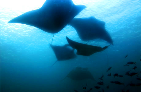 Manta Ray | Ocean Park Hong Kong
