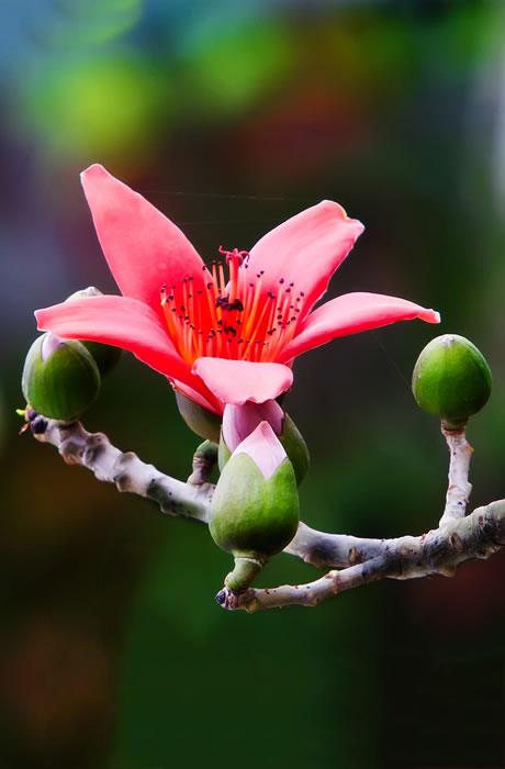 Tree Cotton Conservation and Facts | Conservation | Ocean Park Hong Kong