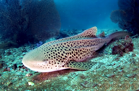 Zebra Shark | Ocean Park Hong Kong