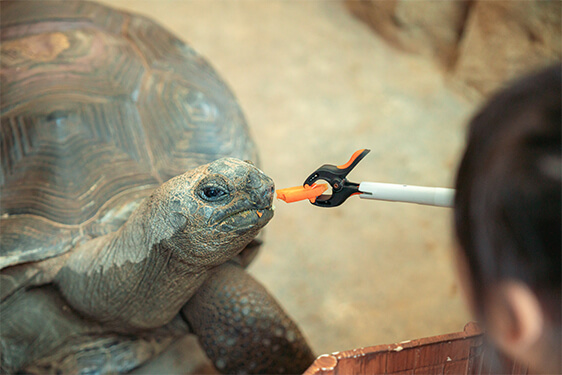 Giant Tortoise Feeding | 홍콩 오션파크